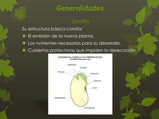 Plantas Vasculares con Semilla | PPTX