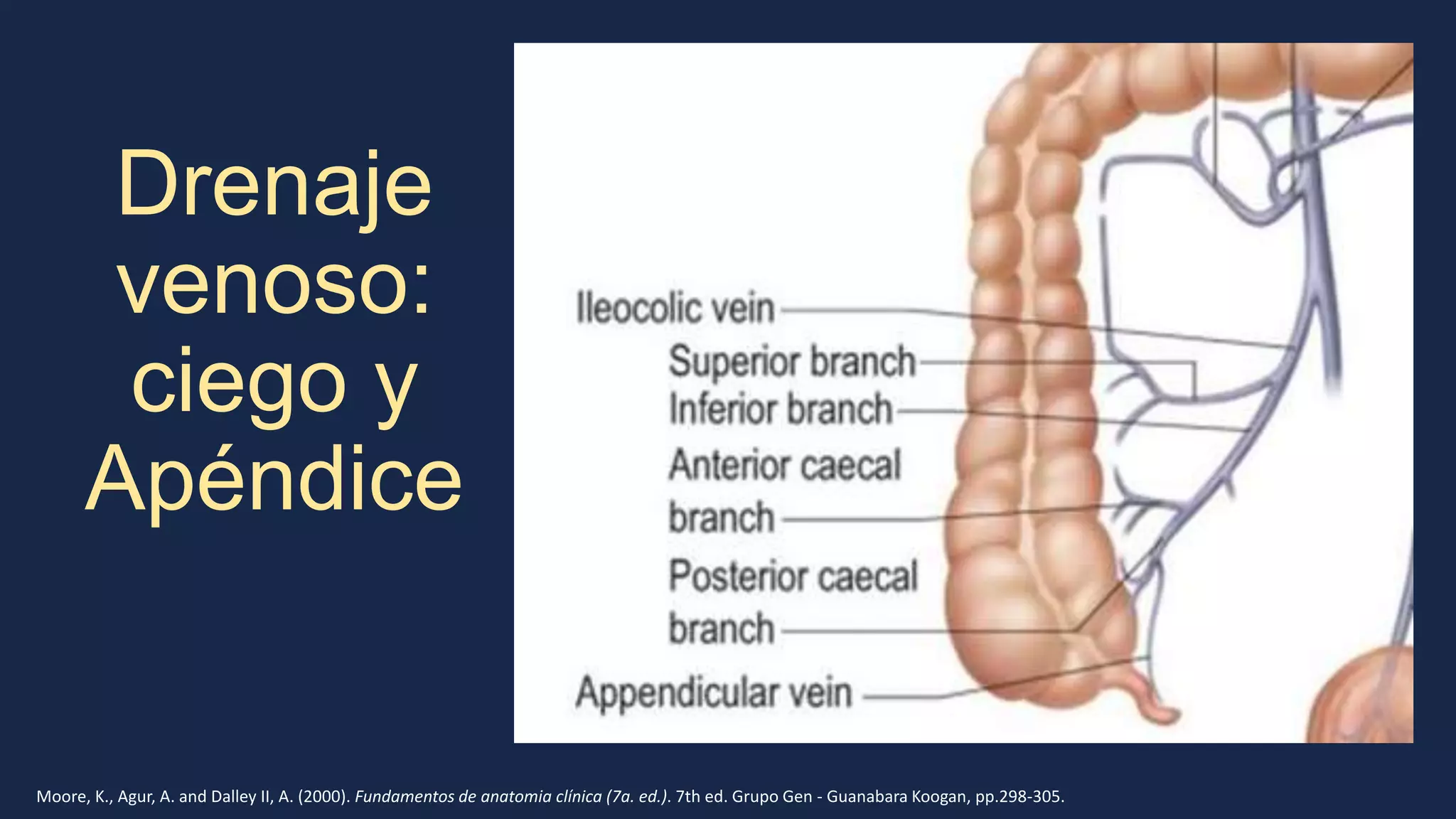 Charla cirugia: Anatomía: Irrigación y drenaje de Colon y Recto | PPTX