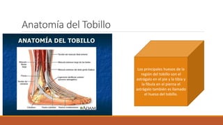 Articulación del Tobillo | PDF