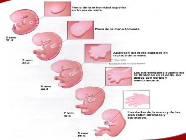 Desarrollo de Extremidades