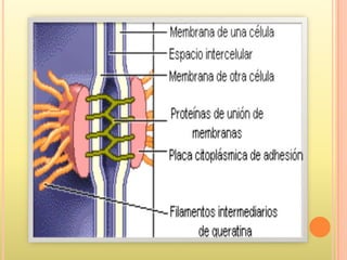 UNIONES INTERCELULARES - AURA CHAVEZ | PPT
