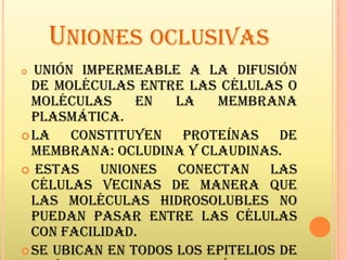 UNIONES INTERCELULARES - AURA CHAVEZ | PPTX