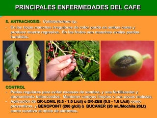 Charla Plagas y enfermedades en cafe ok.ppt