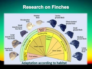 Charles darwin & The Galapagos Islands | PPTX