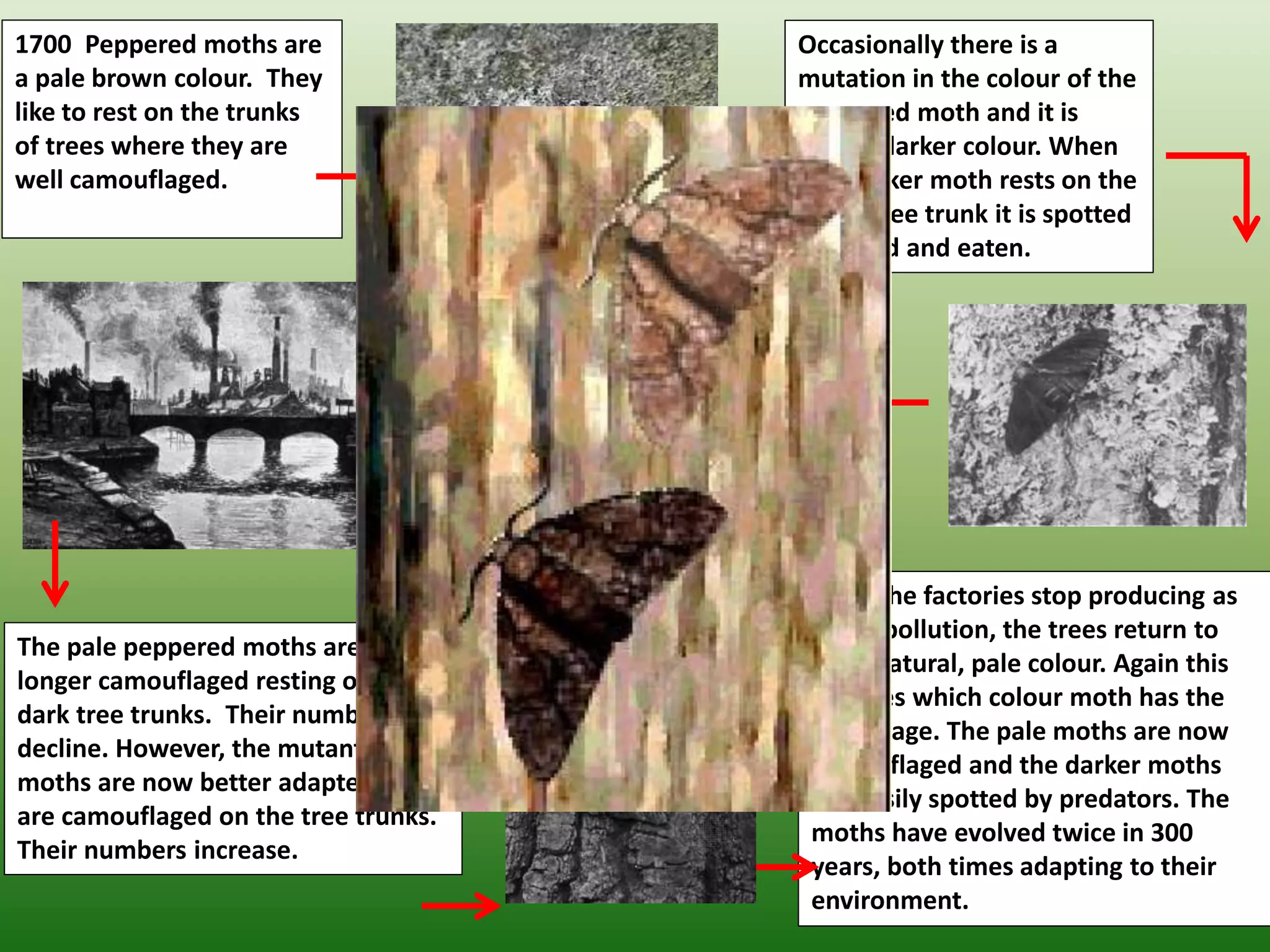 Charles Darwin Lesson | PPT