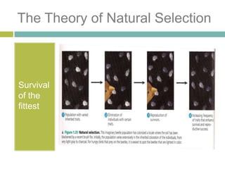 Charles darwin & Natural Selection | PPTX