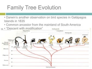 Theory Of Evolution of Natural Selection by DARWIN | PPTX