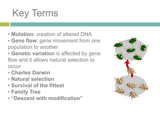 Theory Of Evolution of Natural Selection by DARWIN | PPTX