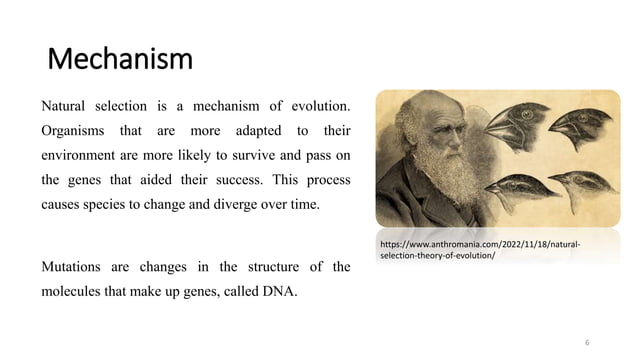 Charles Darwins Theory | PPTX