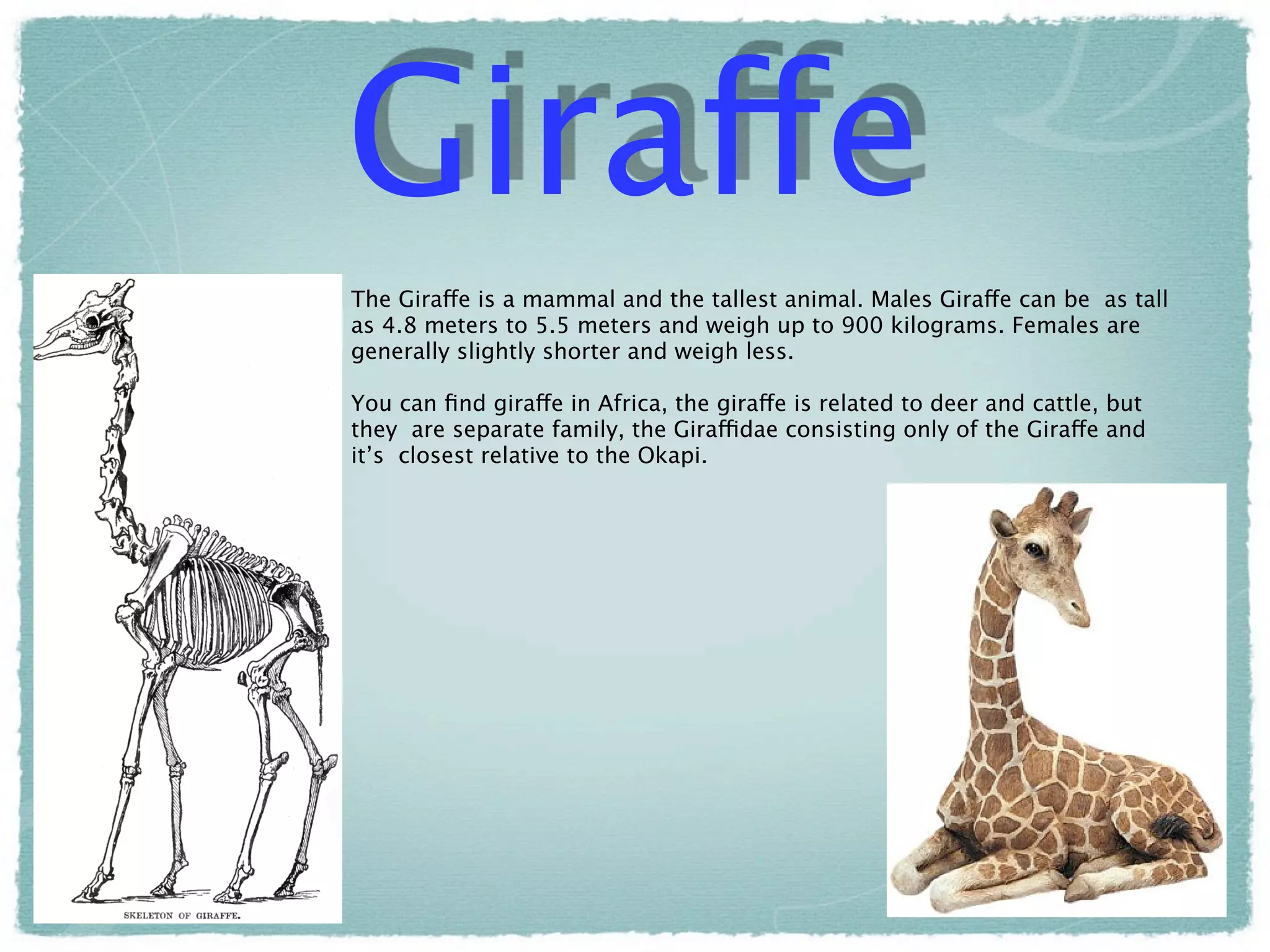 Giraffe | PPT