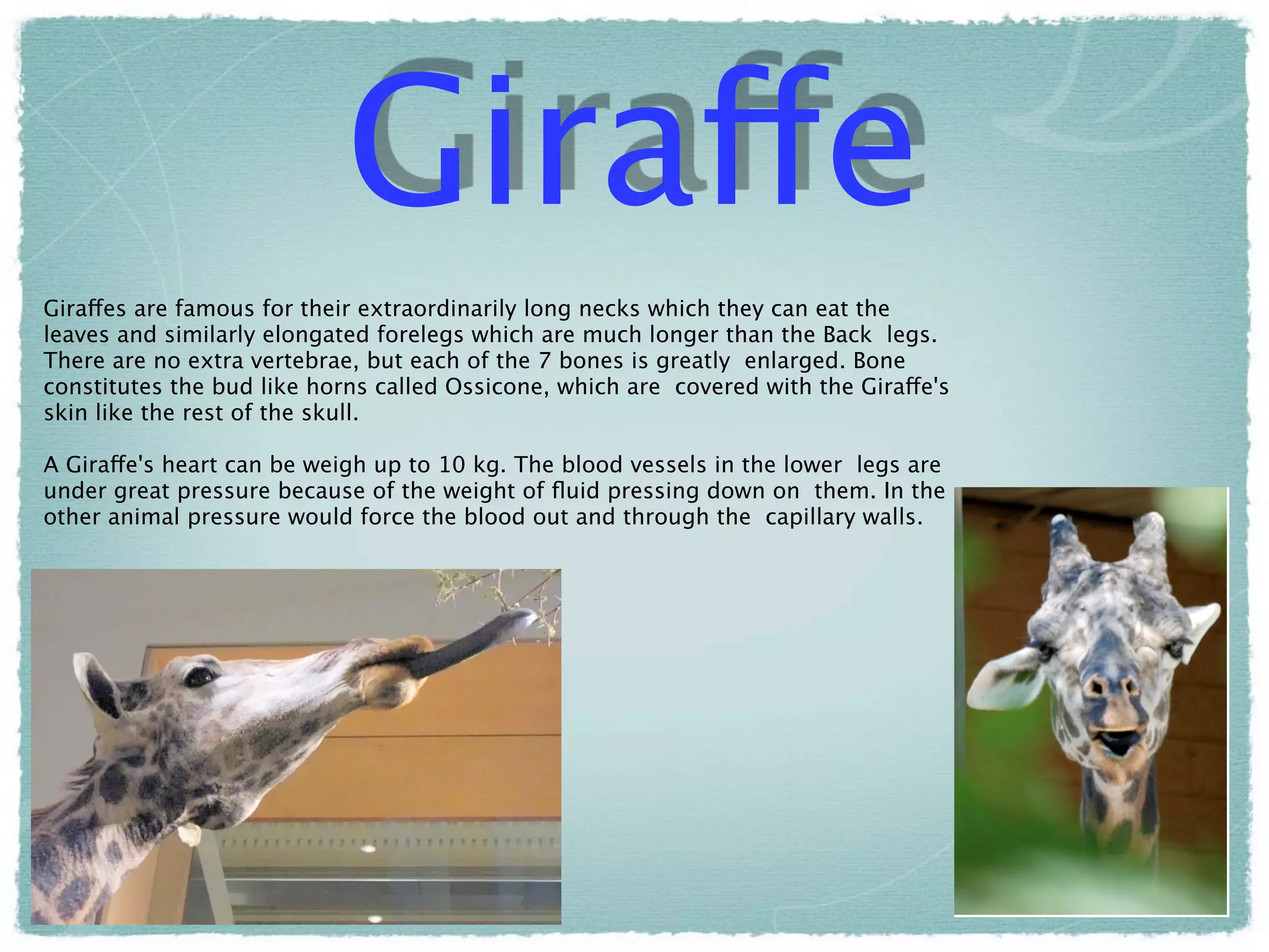 Giraffe | PPT