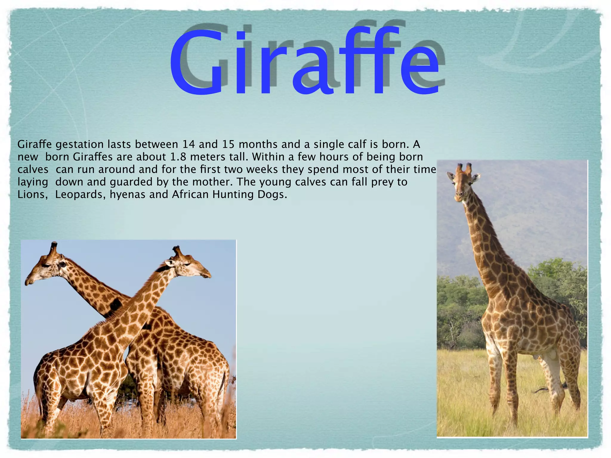 Giraffe | PPT