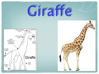 Giraffe | PPT