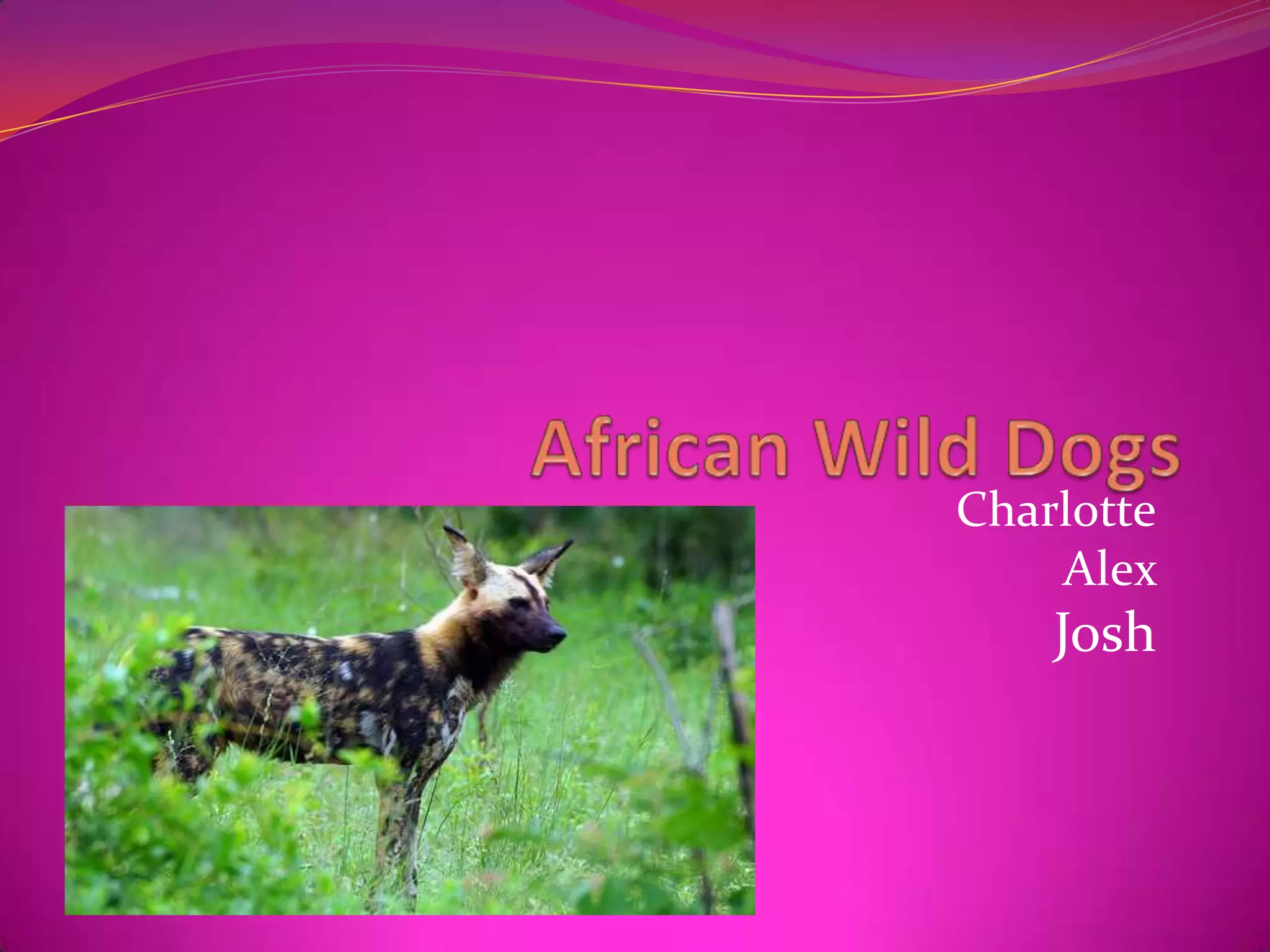 Charlotte josh alex animal facts slide show | PPTX