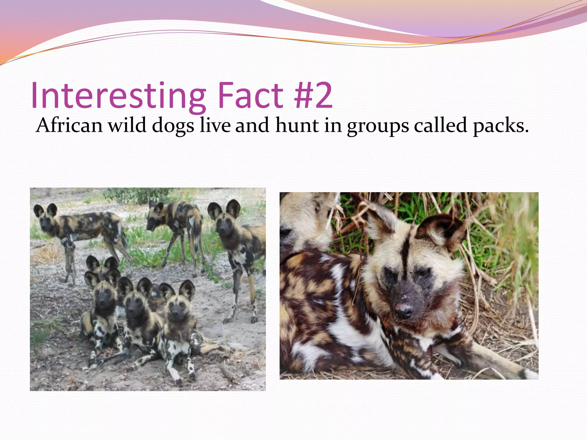 Charlotte josh alex animal facts slide show | PPTX