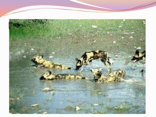 Charlotte josh alex animal facts slide show | PPTX