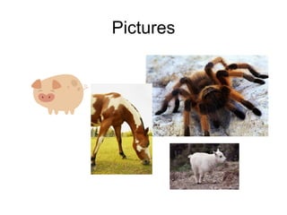 Charlotte's Web Project | PPT