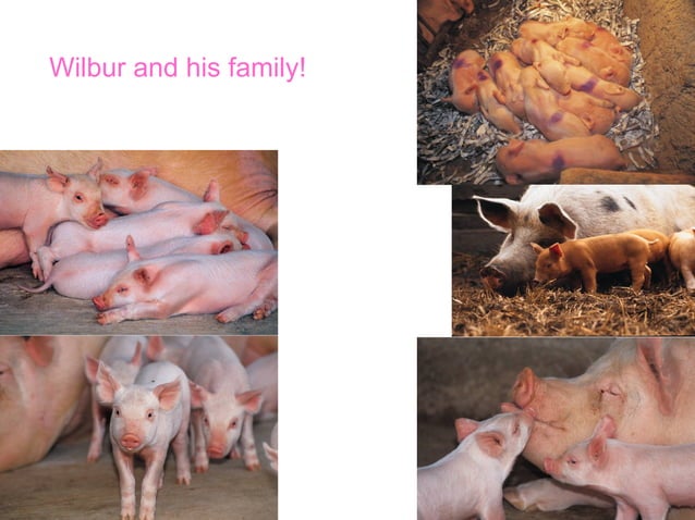 Charlotte's Web Project | PPT