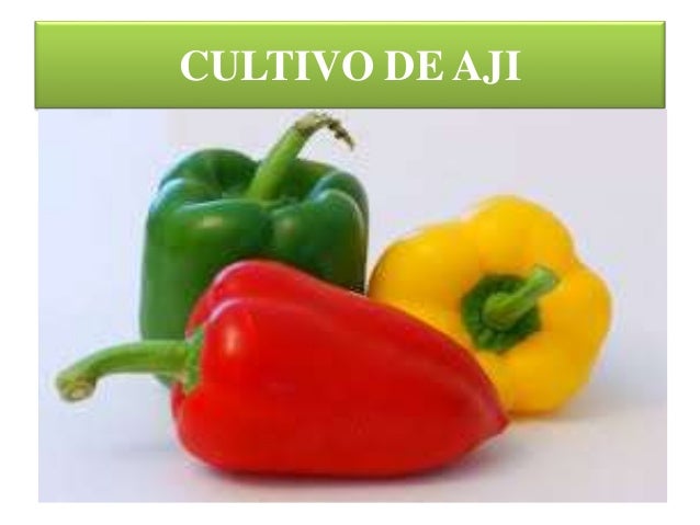 CULTIVO DE AJI: noviembre 2016