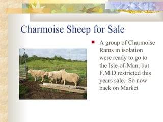 Charmoise Sheep For Sale | PPT