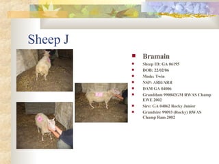 Charmoise Sheep For Sale | PPT