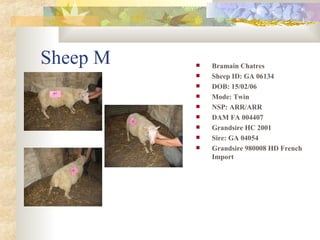Charmoise Sheep For Sale | PPT