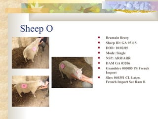 Charmoise Sheep For Sale | PPT