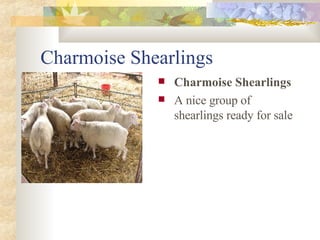 Charmoise Sheep For Sale | PPT