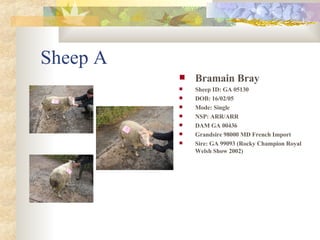 Charmoise Sheep For Sale | PPT