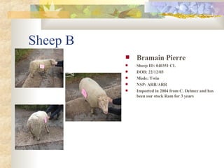 Charmoise Sheep For Sale | PPT