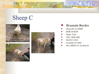Charmoise Sheep For Sale | PPT