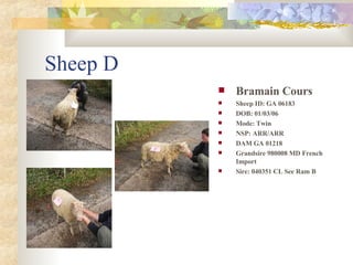Charmoise Sheep For Sale | PPT