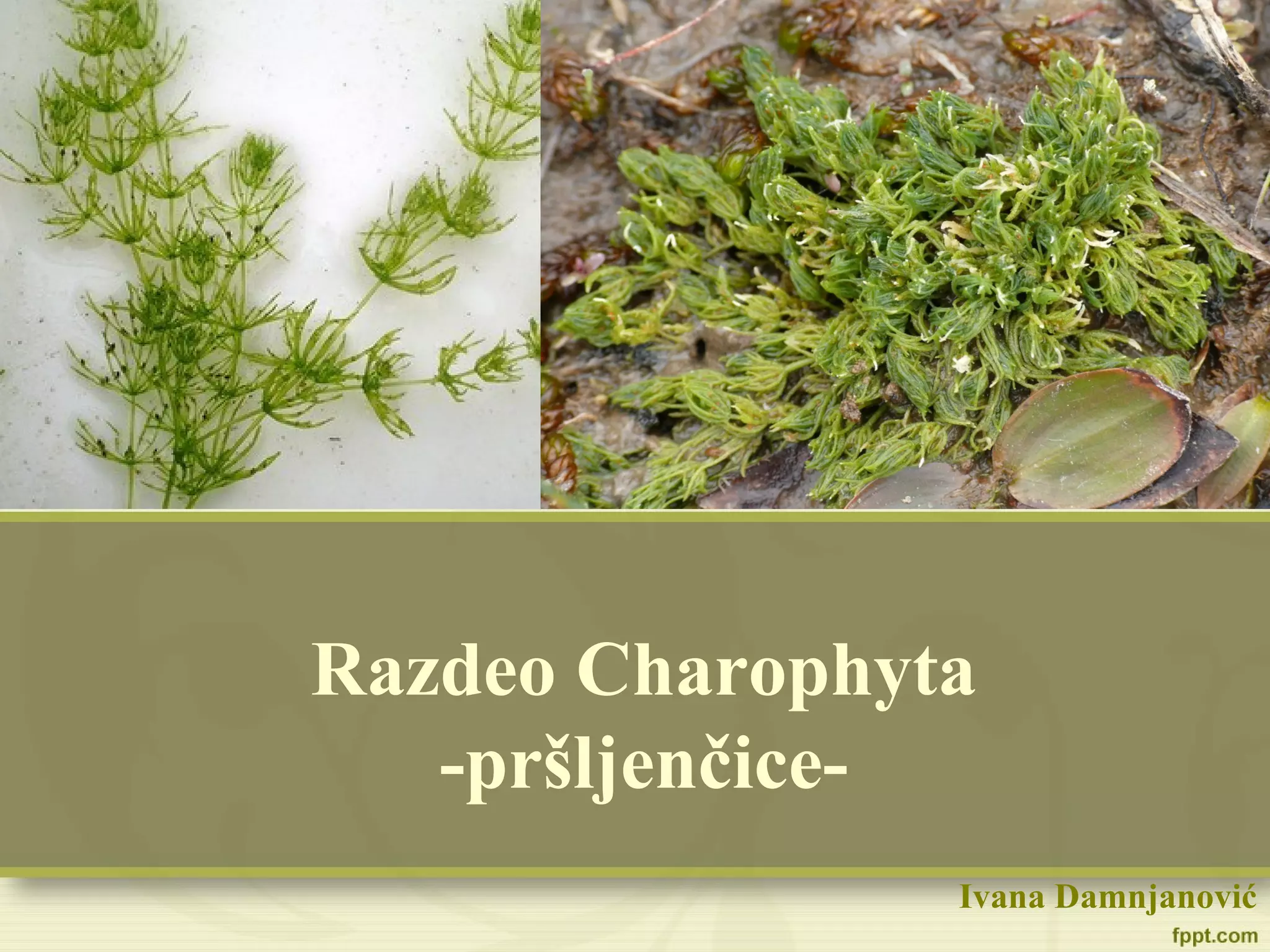 Charophyta | PPT