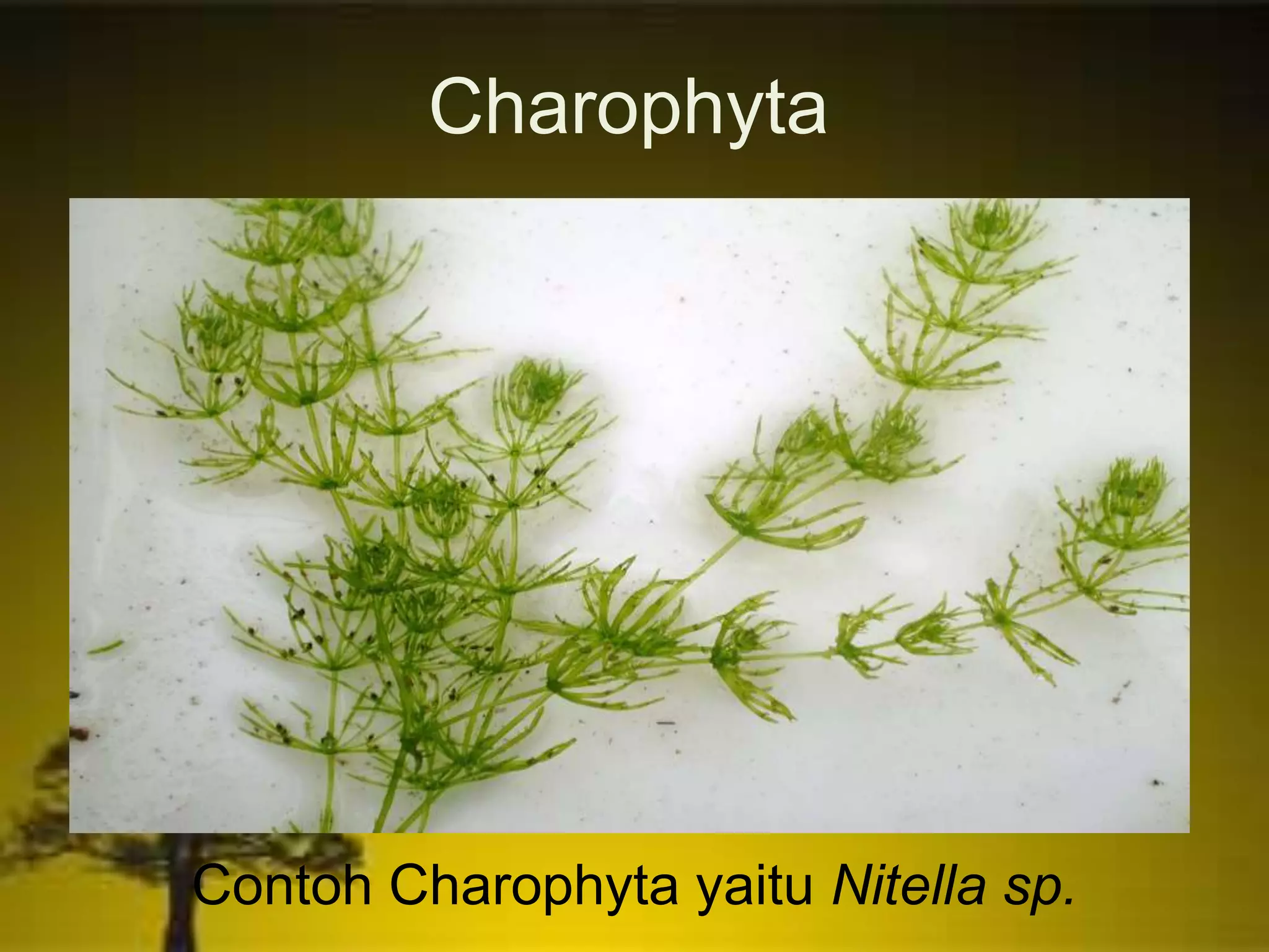 Charophyta | PPTX