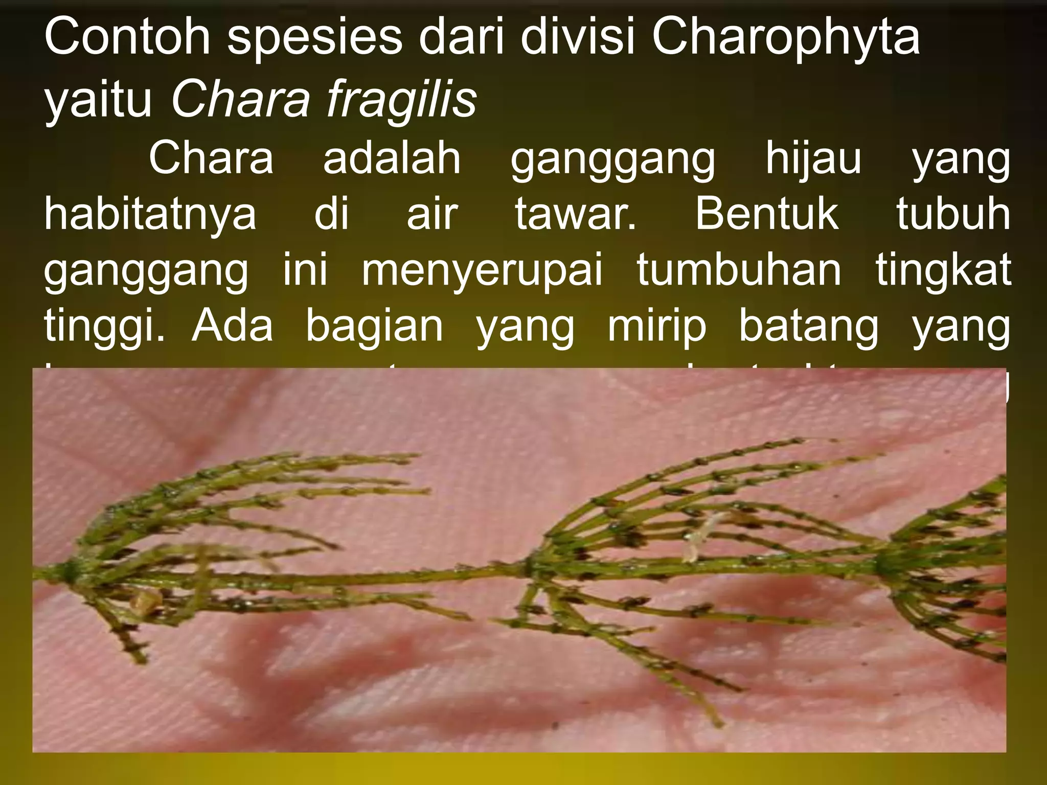 Charophyta | PPTX