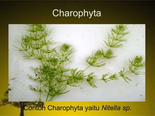 Charophyta | PPTX
