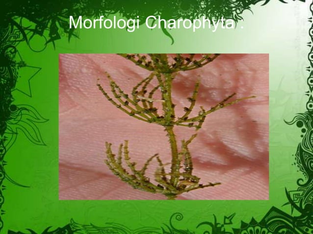 Charophyta | PPTX