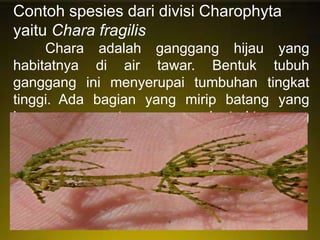 Charophyta | PPTX