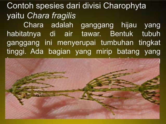 Charophyta | PPTX