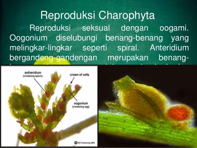 Charophyta