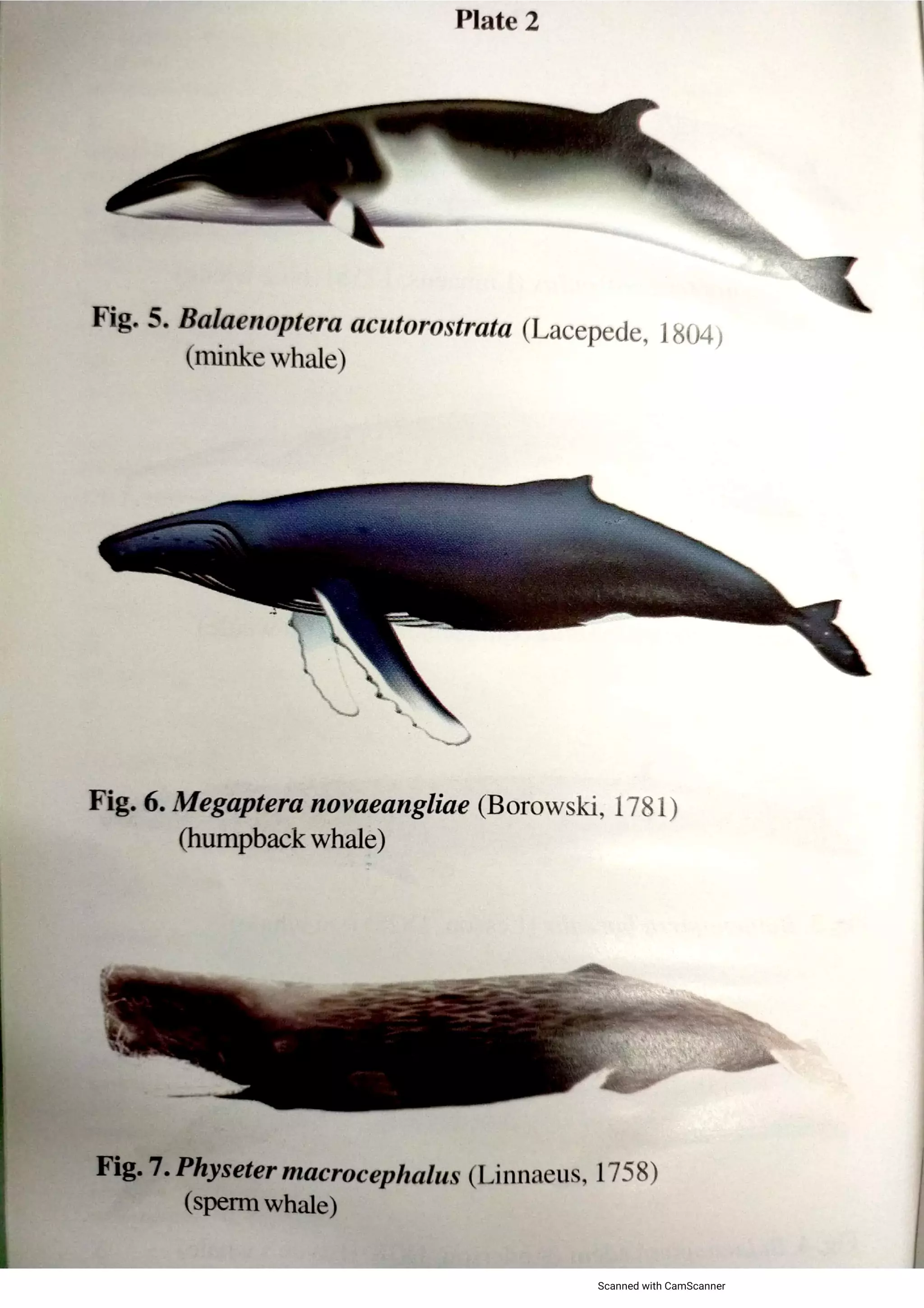 Marine aquatic animals Chart by Ashish sahu | PDF