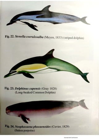Marine aquatic animals Chart by Ashish sahu | PDF