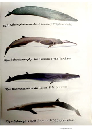Marine aquatic animals Chart by Ashish sahu | PDF