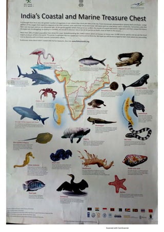 Water Animals Chart