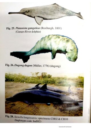 Aquatic Animals Chart