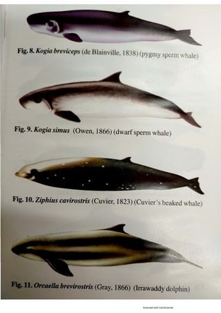 Aquatic Animals Chart