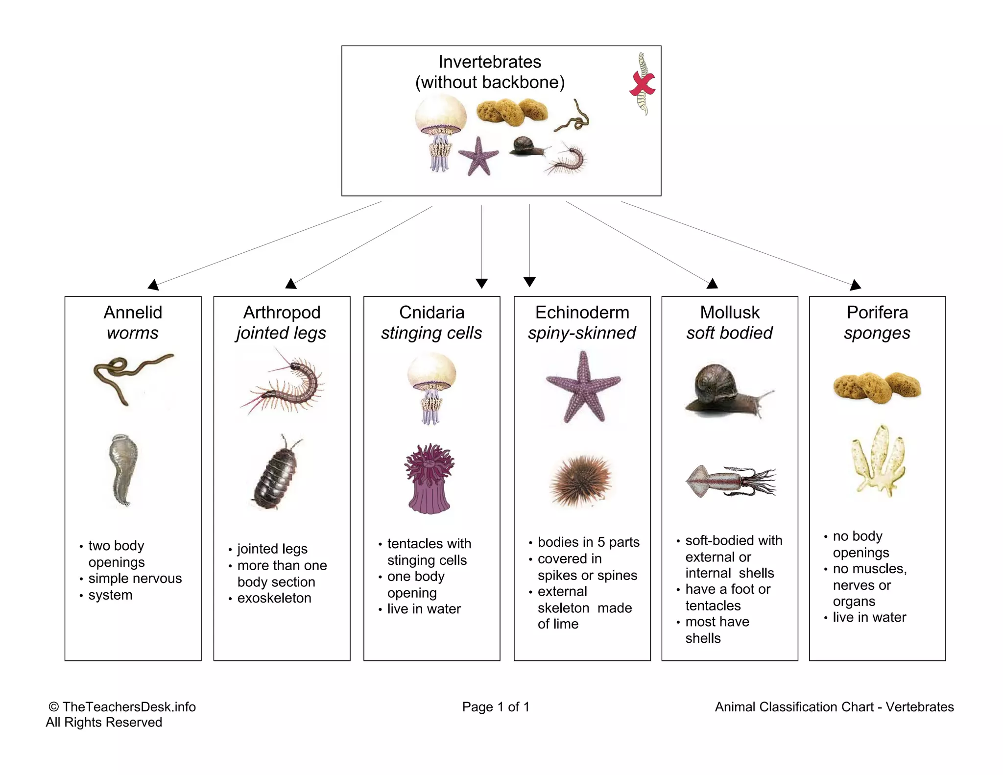 Chart invertebrates | PDF