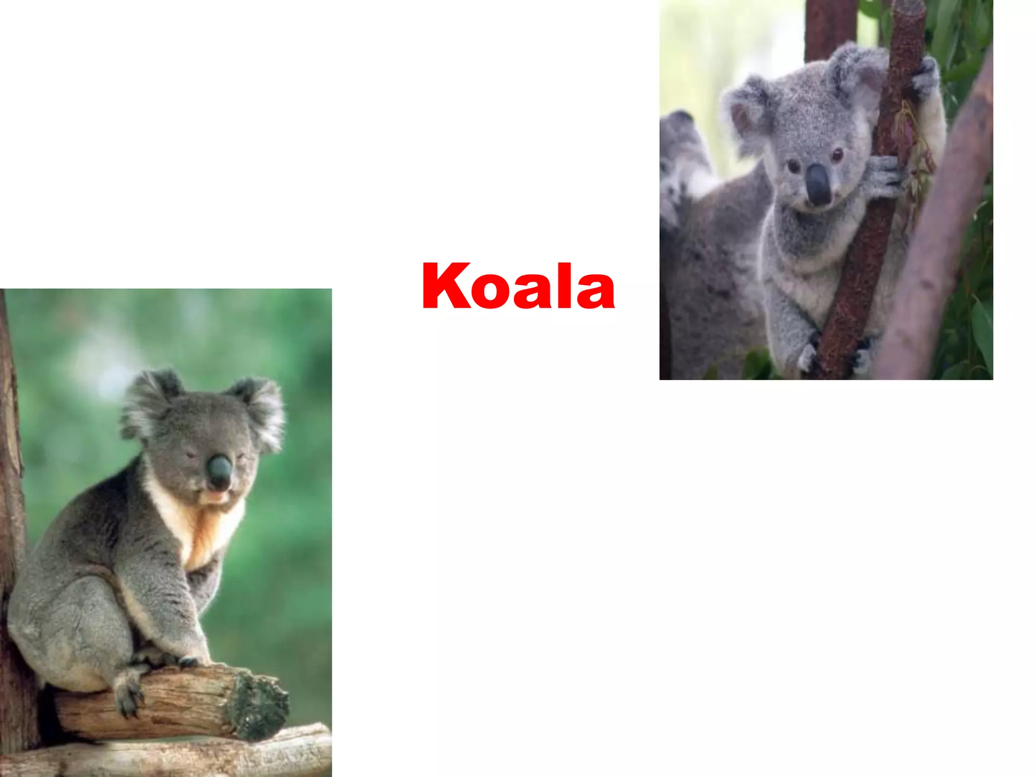 Koalas | PPTX