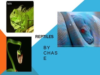 Chase reptiles | PPT
