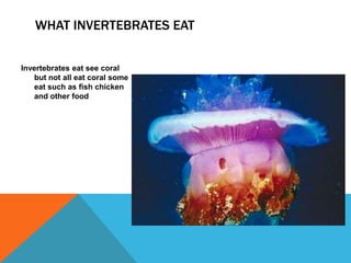 Chase reptiles | PPT